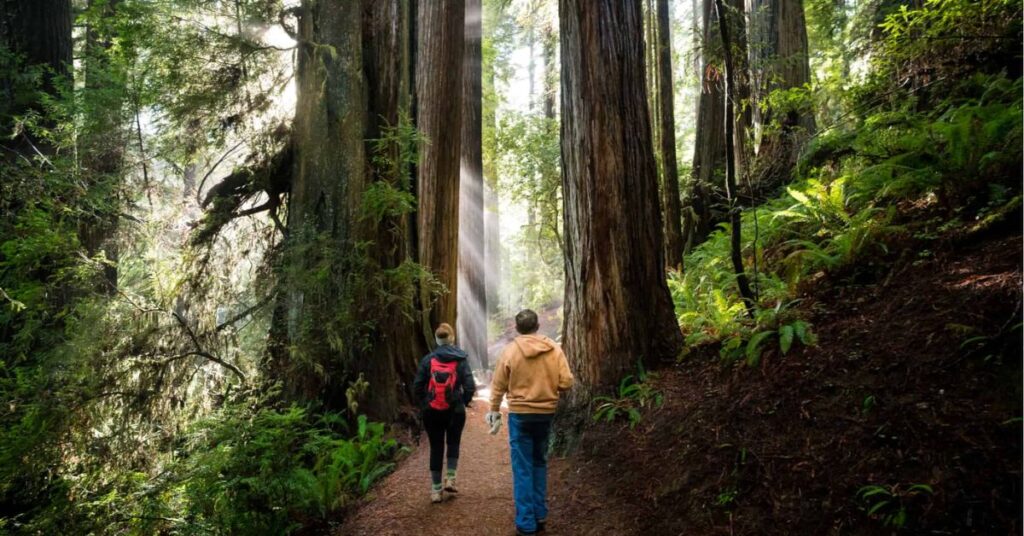 Best Time to Visit the Redwoods for Weather, and Views